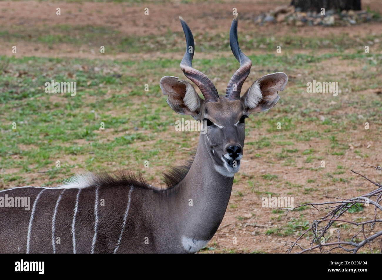 Lesser kudu antelope hi-res stock photography and images - Alamy