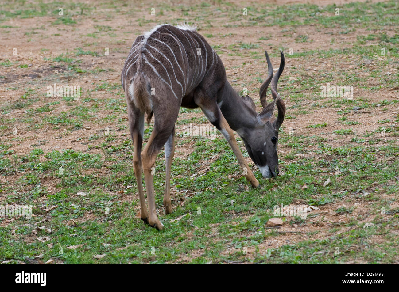 Wild kudu hi-res stock photography and images - Alamy