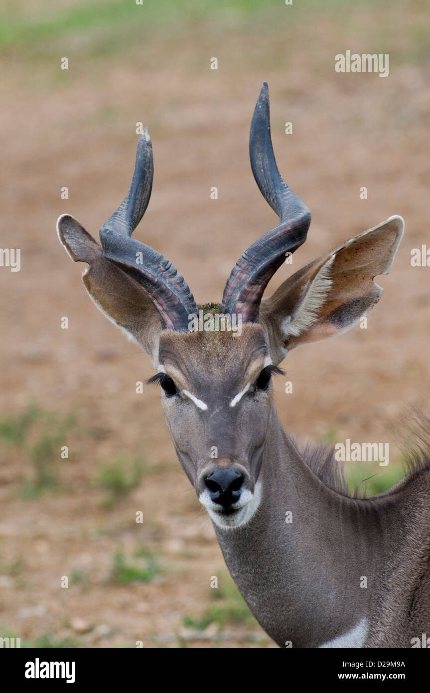 Kudu animal hi-res stock photography and images - Alamy