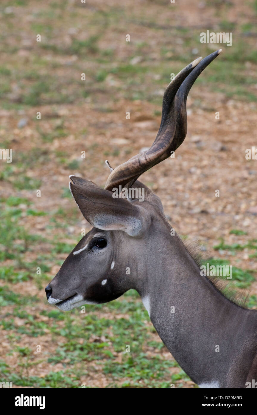Lesser kudu hi-res stock photography and images - Alamy