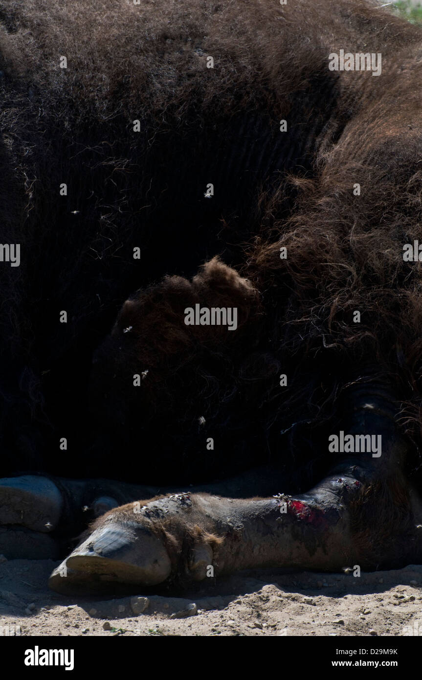 American bison with an open sore Stock Photo - Alamy