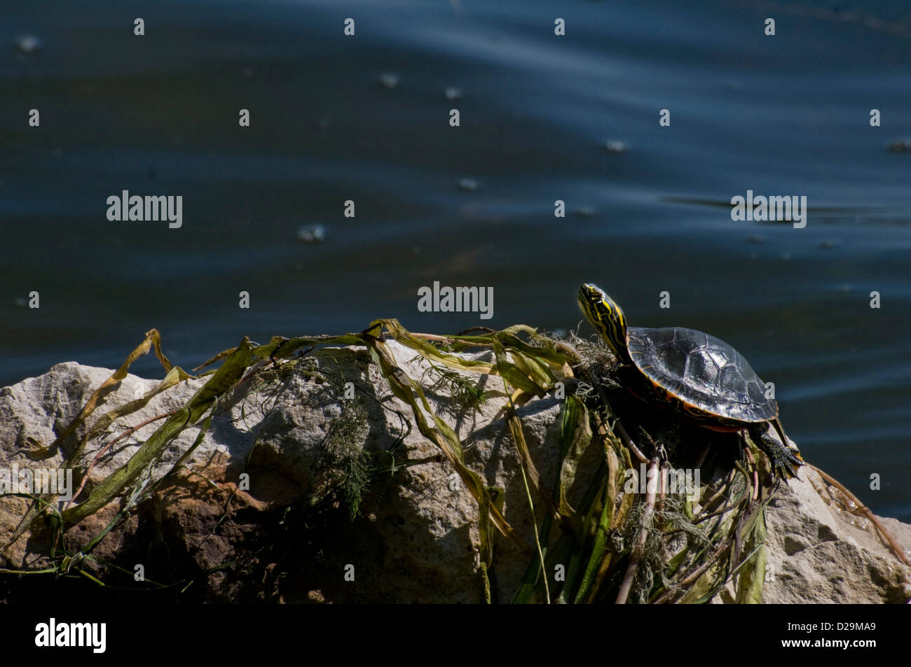 Western painted turtle Stock Photo - Alamy