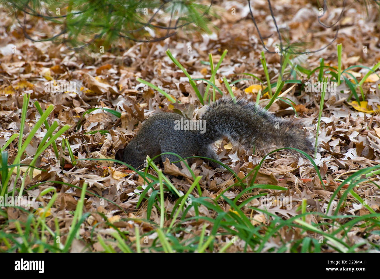 Eastern gray squirrel digging Stock Photo - Alamy