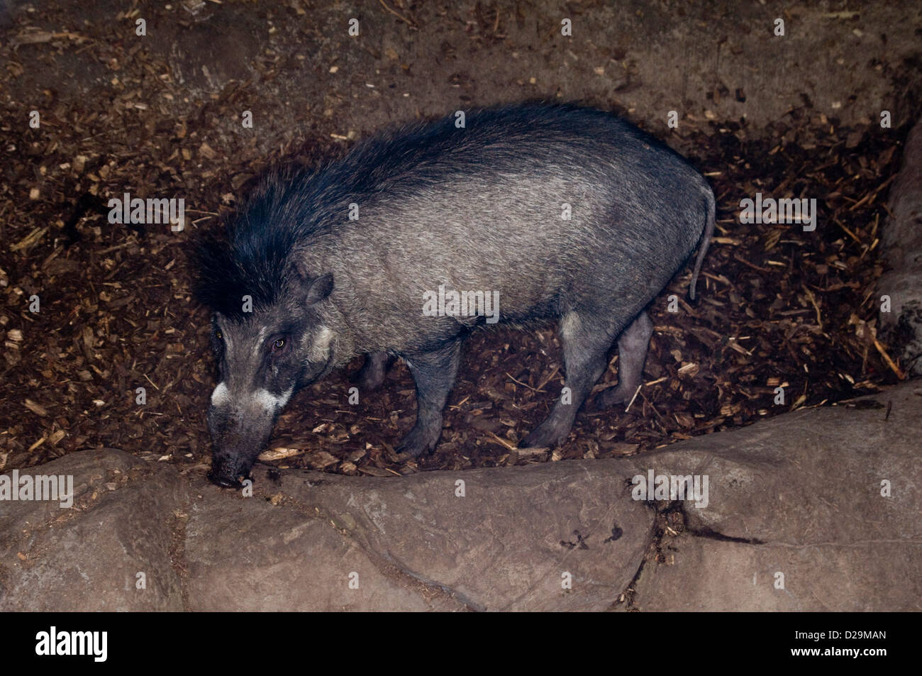 Visayan warty pig Stock Photo - Alamy