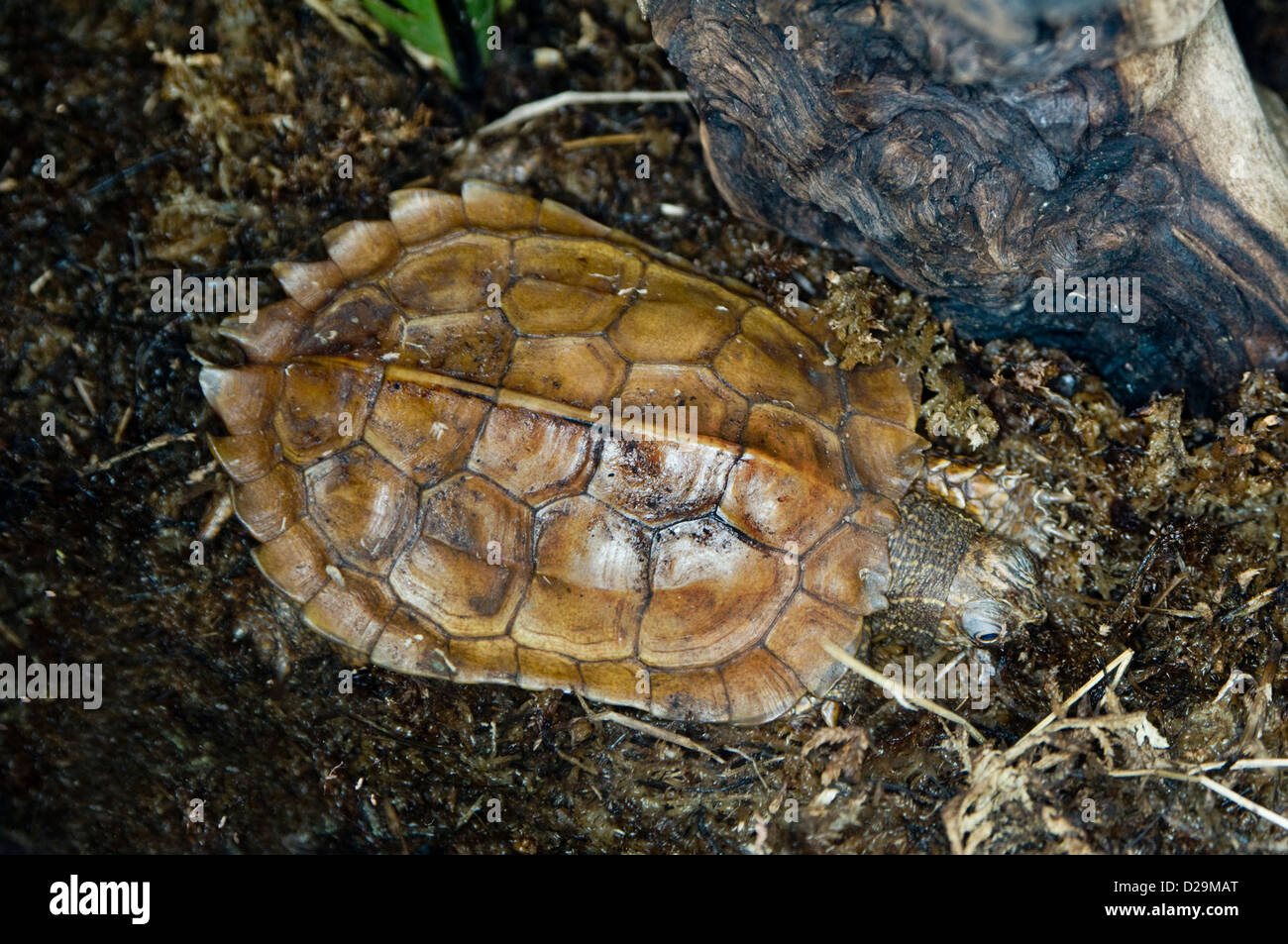 Black breasted leaf turtle geoemyda spengleri hi-res stock photography ...