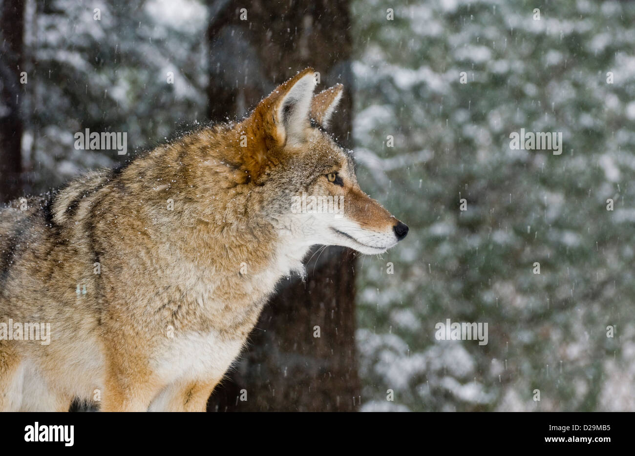 Coyote during a winter snowfall Stock Photo - Alamy