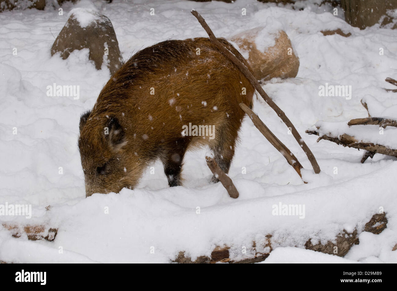 Razorback boar hi-res stock photography and images - Alamy