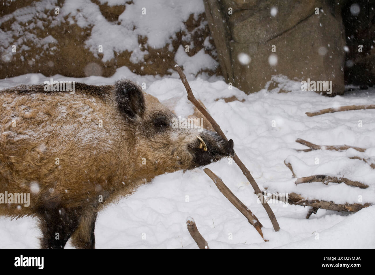 Razorback boar hi-res stock photography and images - Alamy