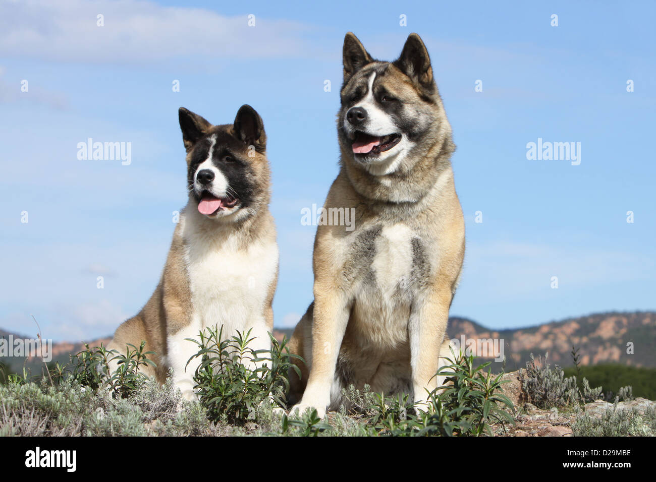 Two japanese spitz hi-res stock photography and images - Alamy