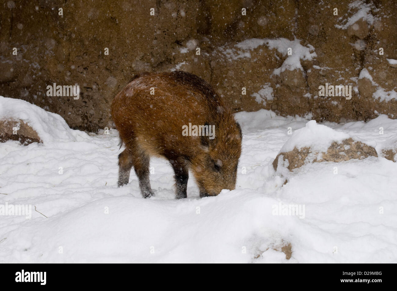 Razorback boar hi-res stock photography and images - Alamy