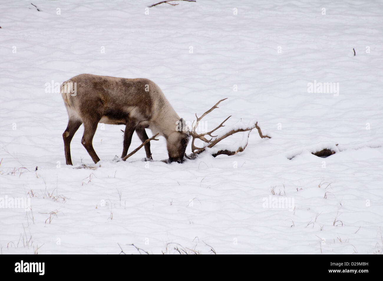 Woodland caribou in the snow Stock Photo - Alamy