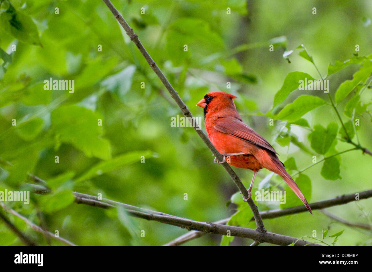 Small cardinal hi-res stock photography and images - Alamy