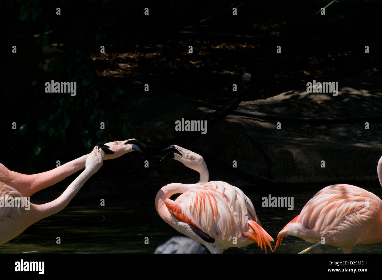 Aggressive water animal hi-res stock photography and images - Alamy