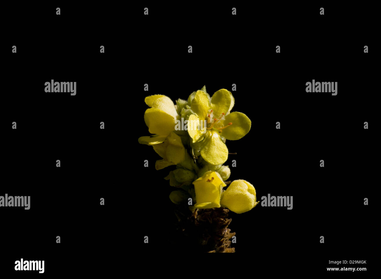 Common mullein flower hi-res stock photography and images - Alamy