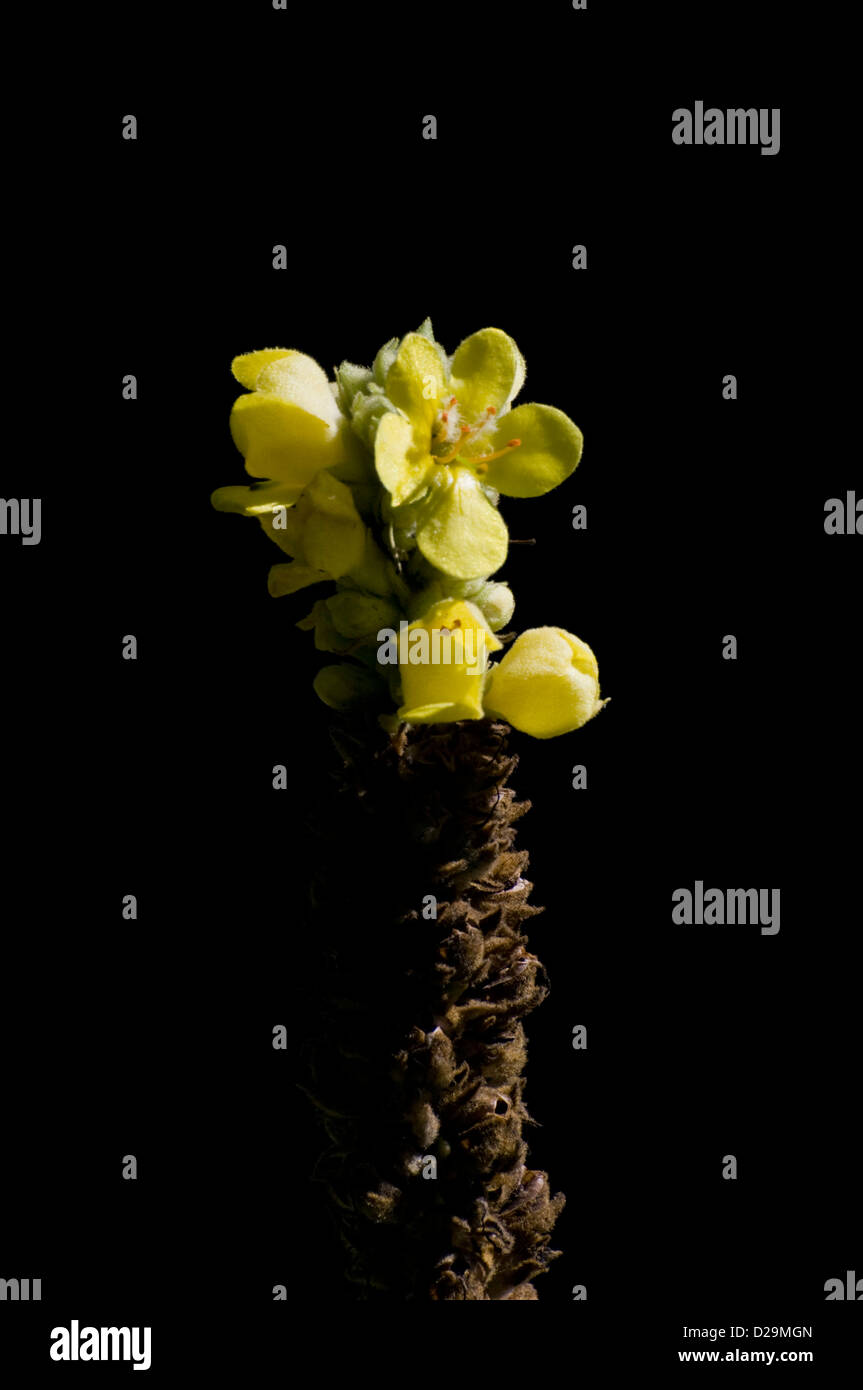 Common mullein flower hi-res stock photography and images - Alamy