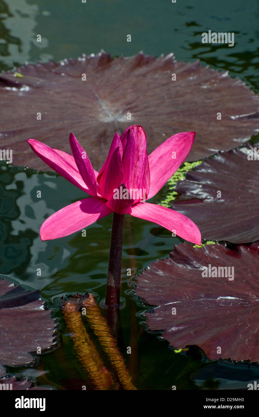Water lily, Nymphaea, Red Flare Stock Photo - Alamy