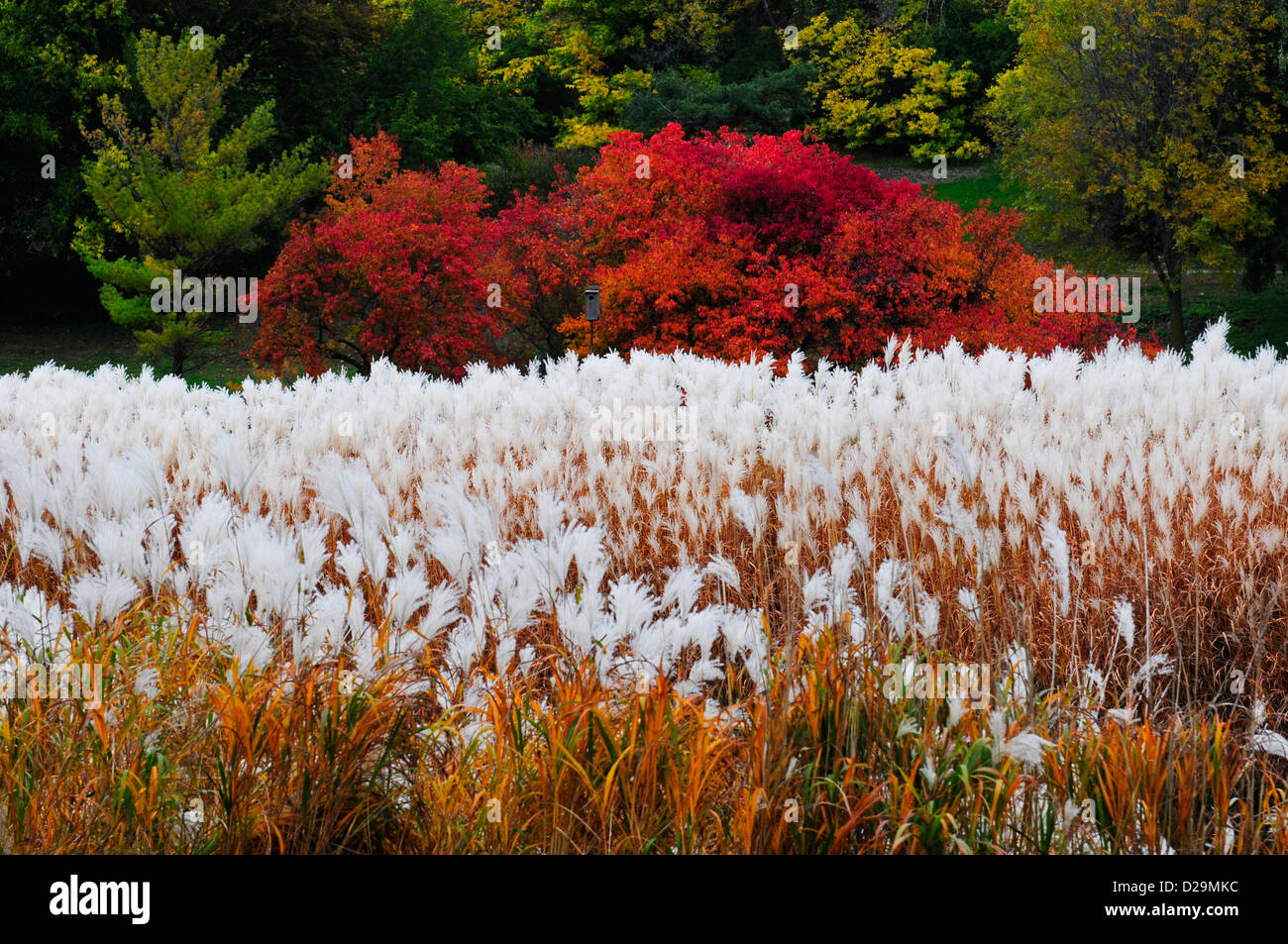 Pompous grass in the fall Stock Photo - Alamy