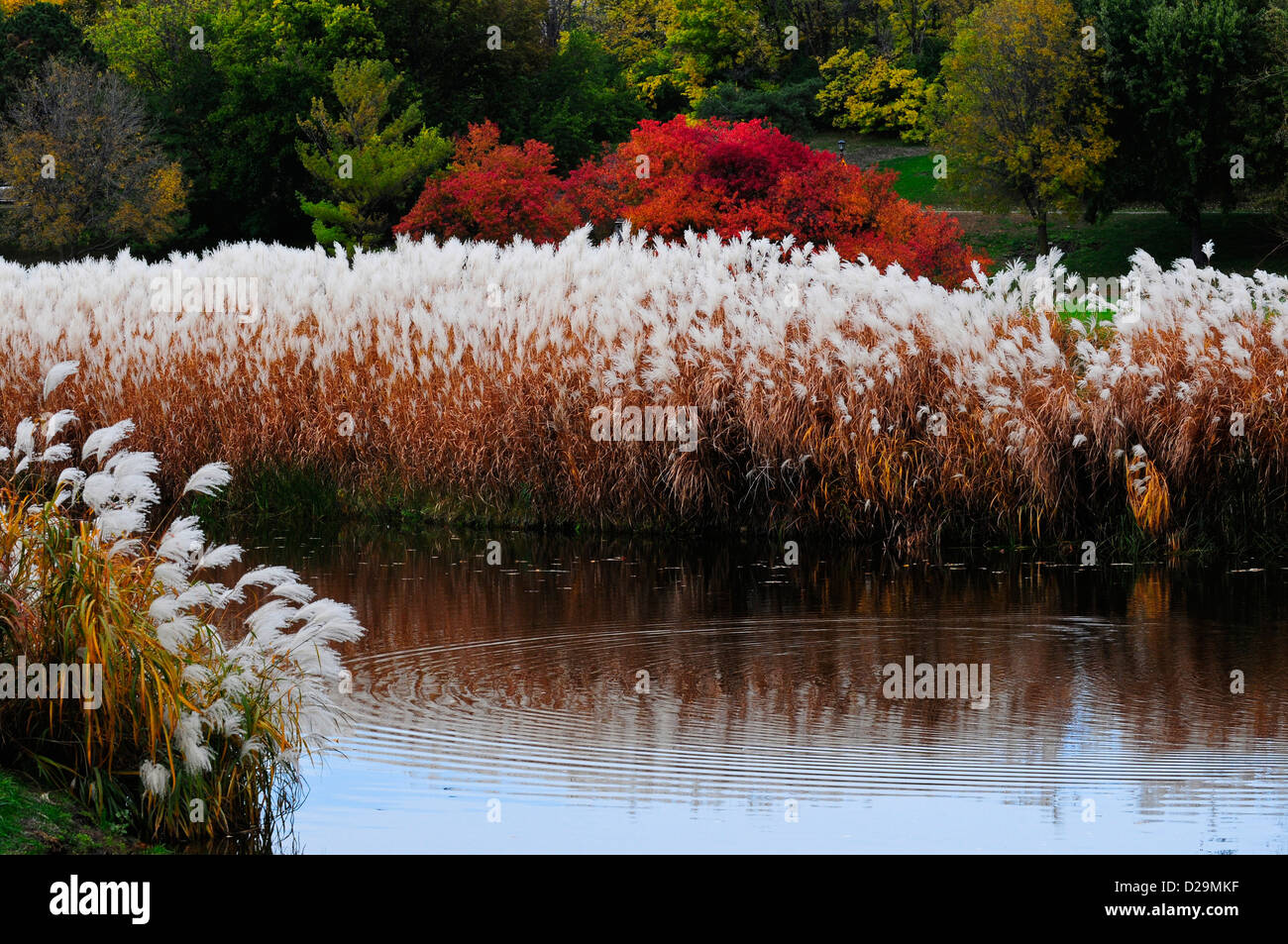 Pompous grass hi-res stock photography and images - Alamy