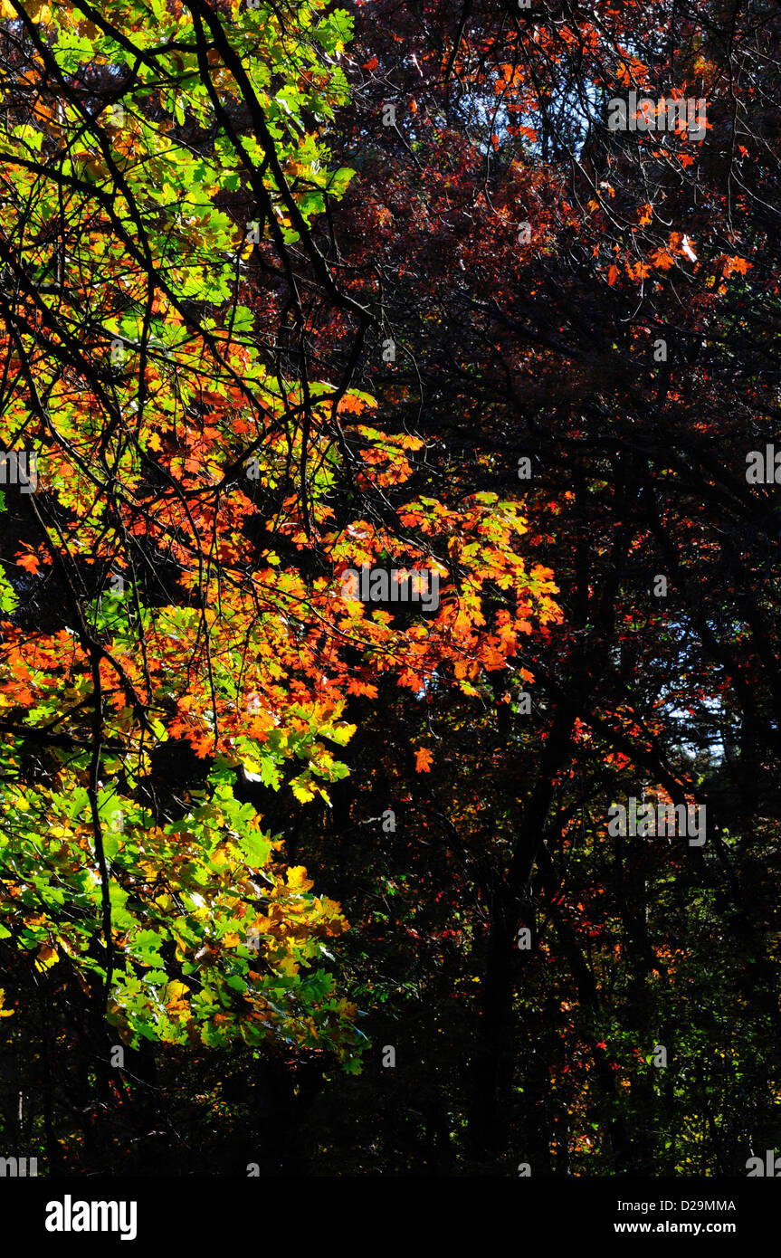 Red oak tree in the fall Stock Photo - Alamy