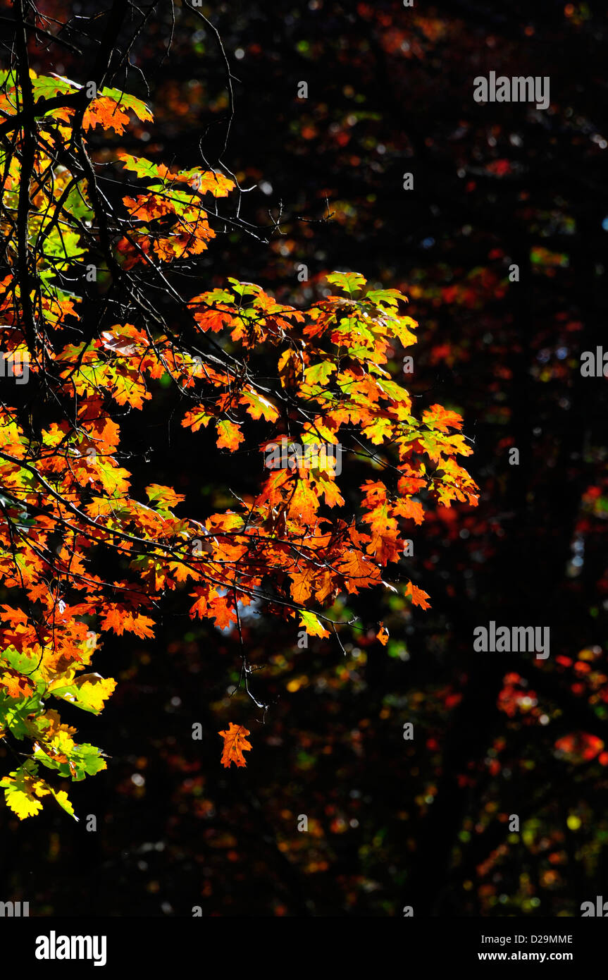 Red oak tree in the fall Stock Photo - Alamy