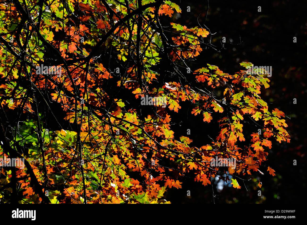 Red oak tree in the fall Stock Photo - Alamy