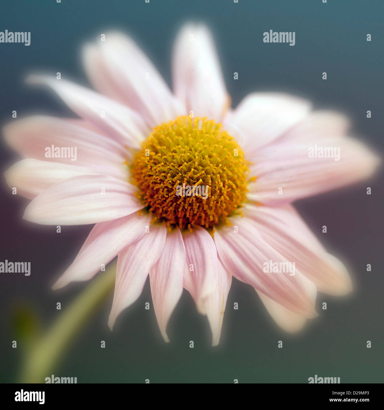 Flora flower yellow simply flowers hi-res stock photography and images ...