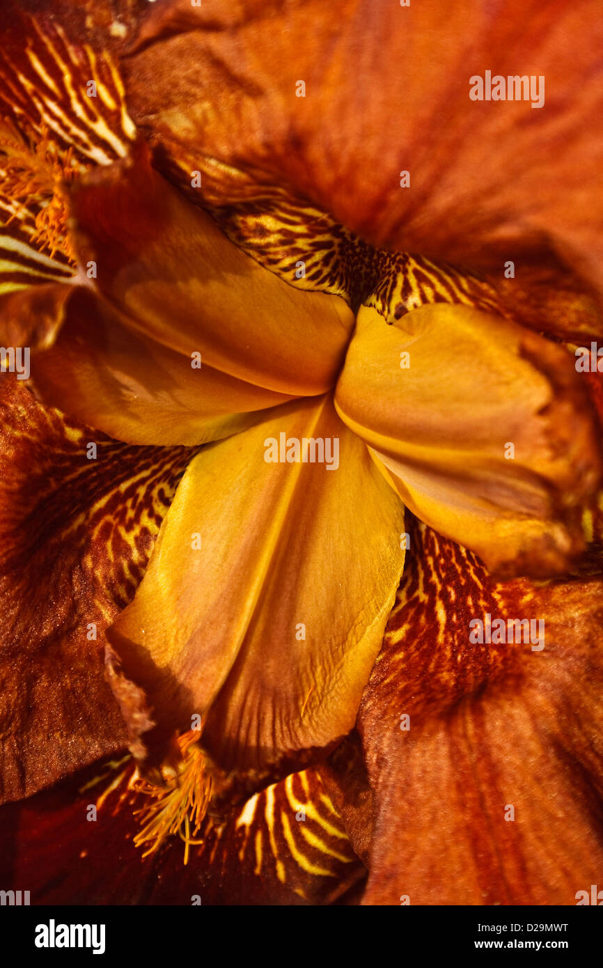 Bearded iris flower hi-res stock photography and images - Alamy