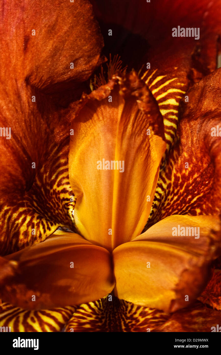 Bearded iris flower hi-res stock photography and images - Alamy
