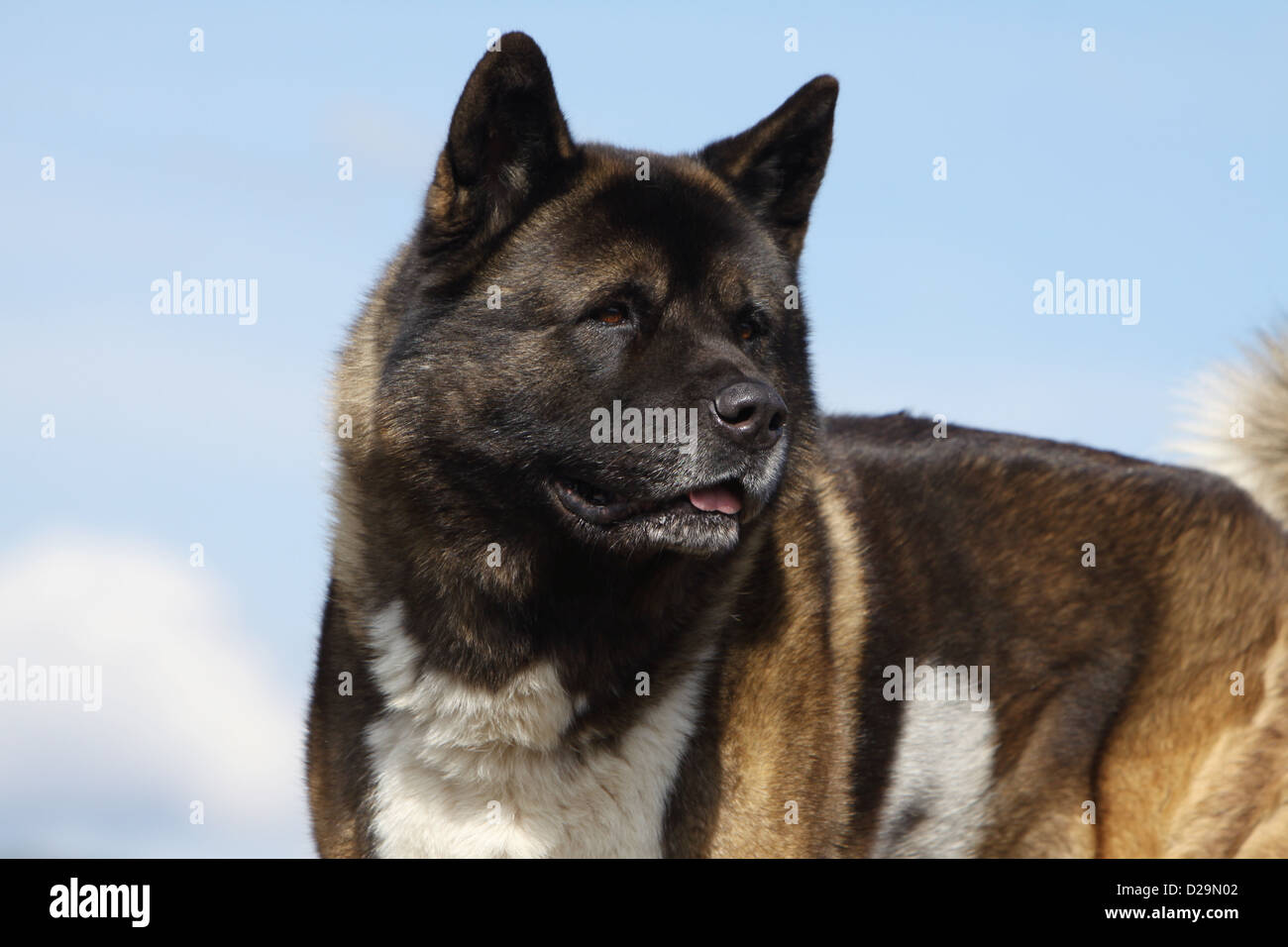 Dog American Akita / Great Japanese Dog adult portrait Stock Photo - Alamy
