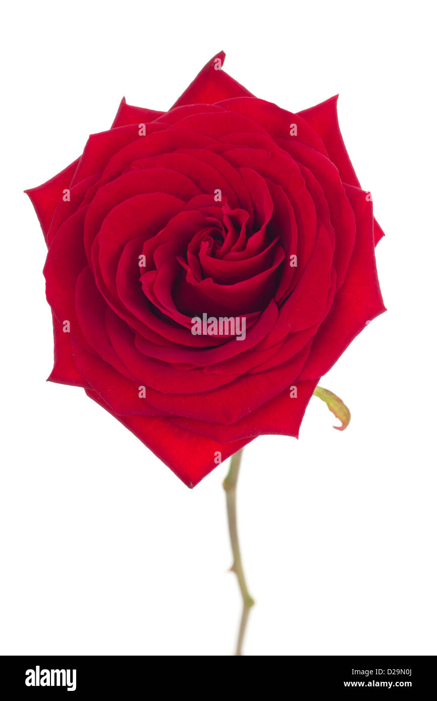 Perfume passion rose hi-res stock photography and images - Alamy