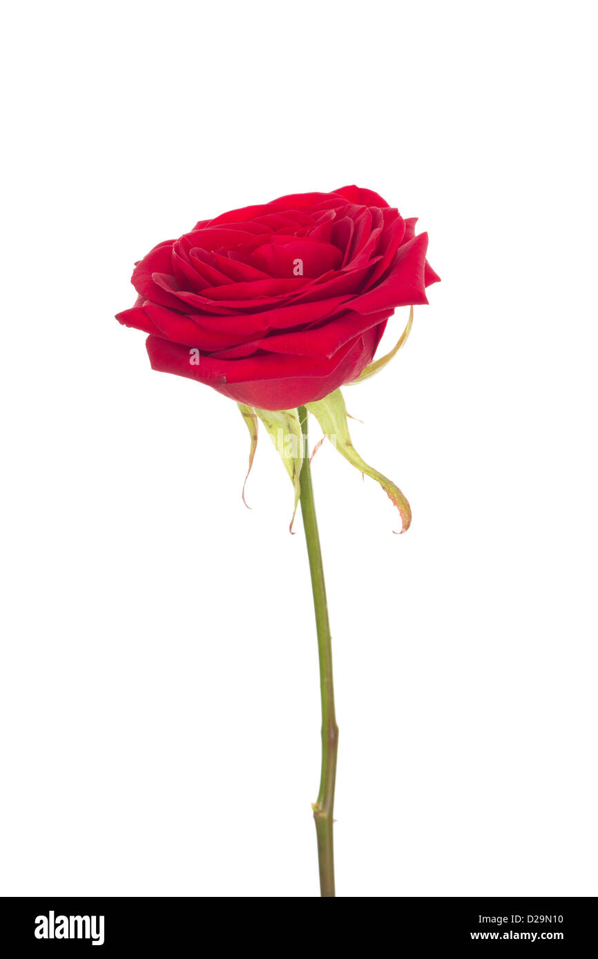 Perfume passion rose hi-res stock photography and images - Alamy