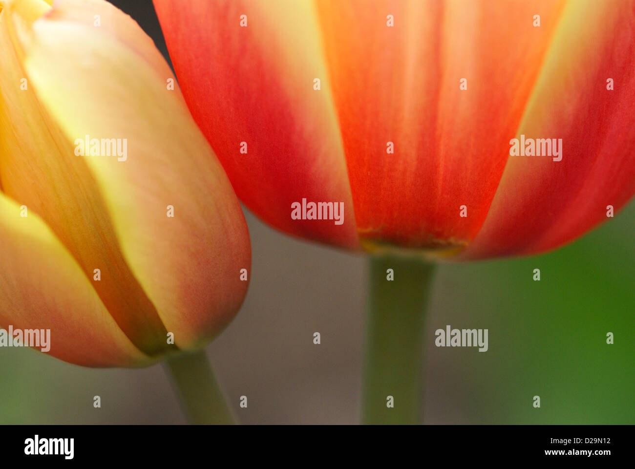 Photo of flower hi-res stock photography and images - Alamy