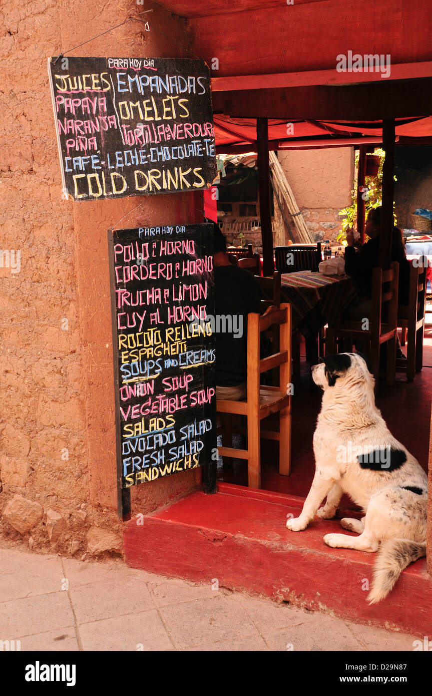 Dog Reading Menu, Peru Stock Photo - Alamy