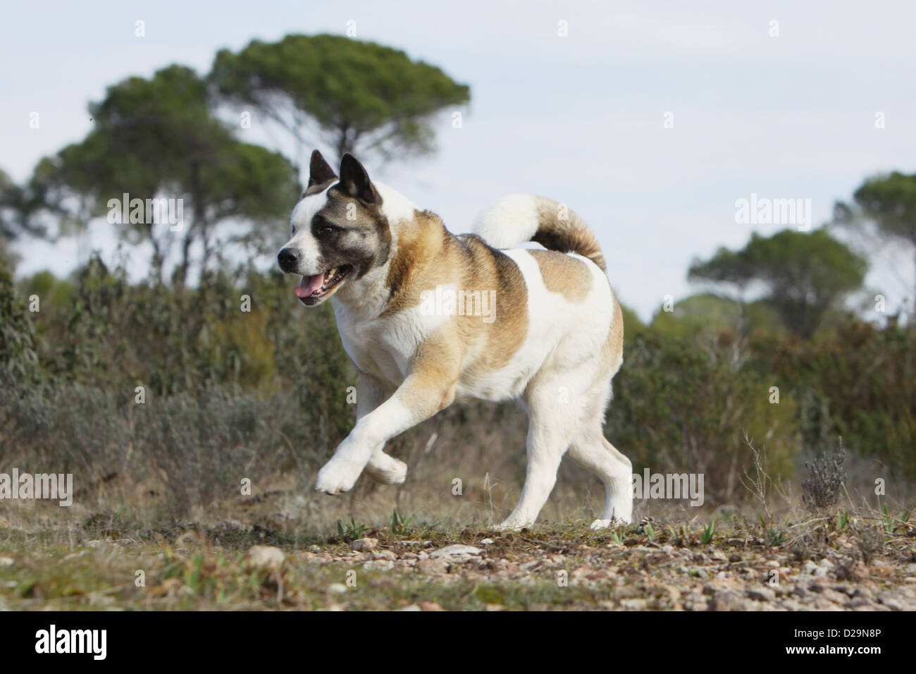 Dog American Akita / Great Japanese Dog adult running Stock Photo - Alamy