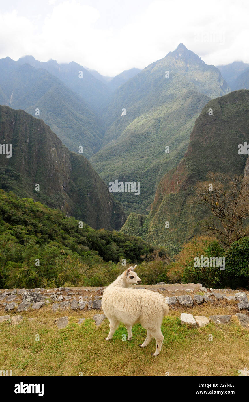 Llama In Andes Mountains, Peru Stock Photo - Alamy
