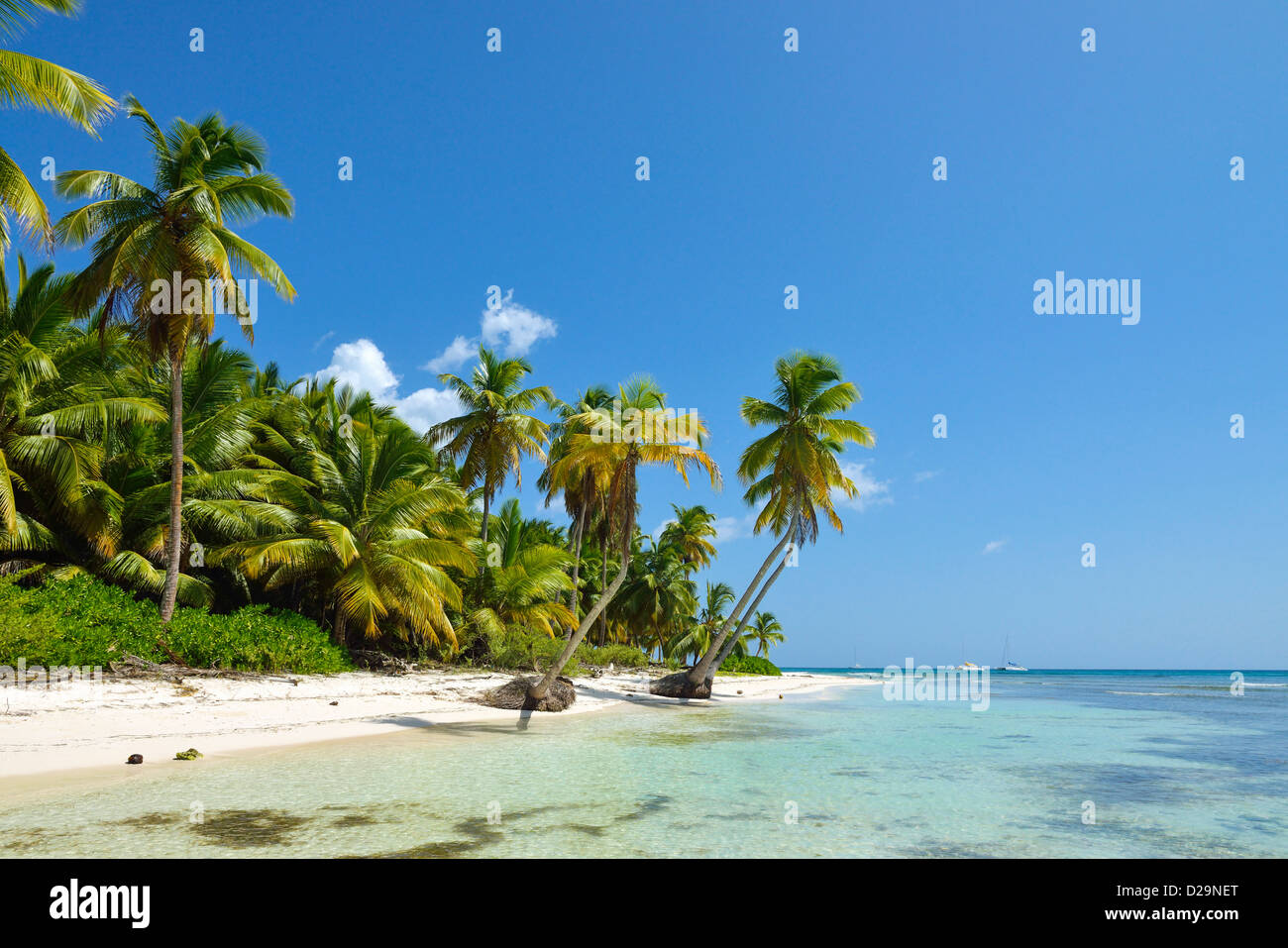 Dominican Republic, Caribbean beach on Saona Island with palm trees ...
