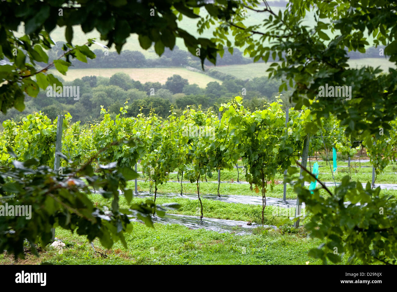 Camel valley winery hi-res stock photography and images - Alamy