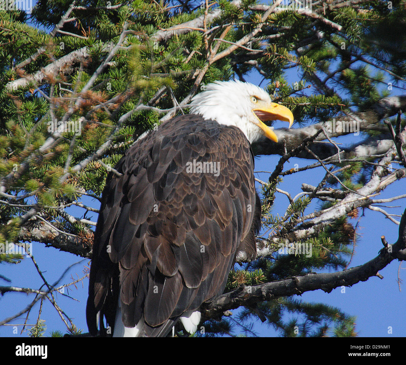 Bald eagle bird hi-res stock photography and images - Alamy