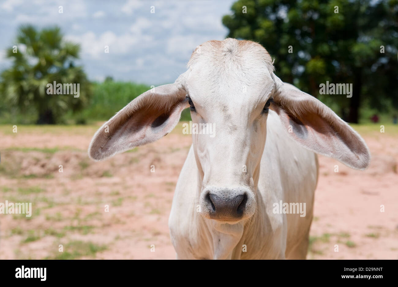 Asian cattle hi-res stock photography and images - Alamy