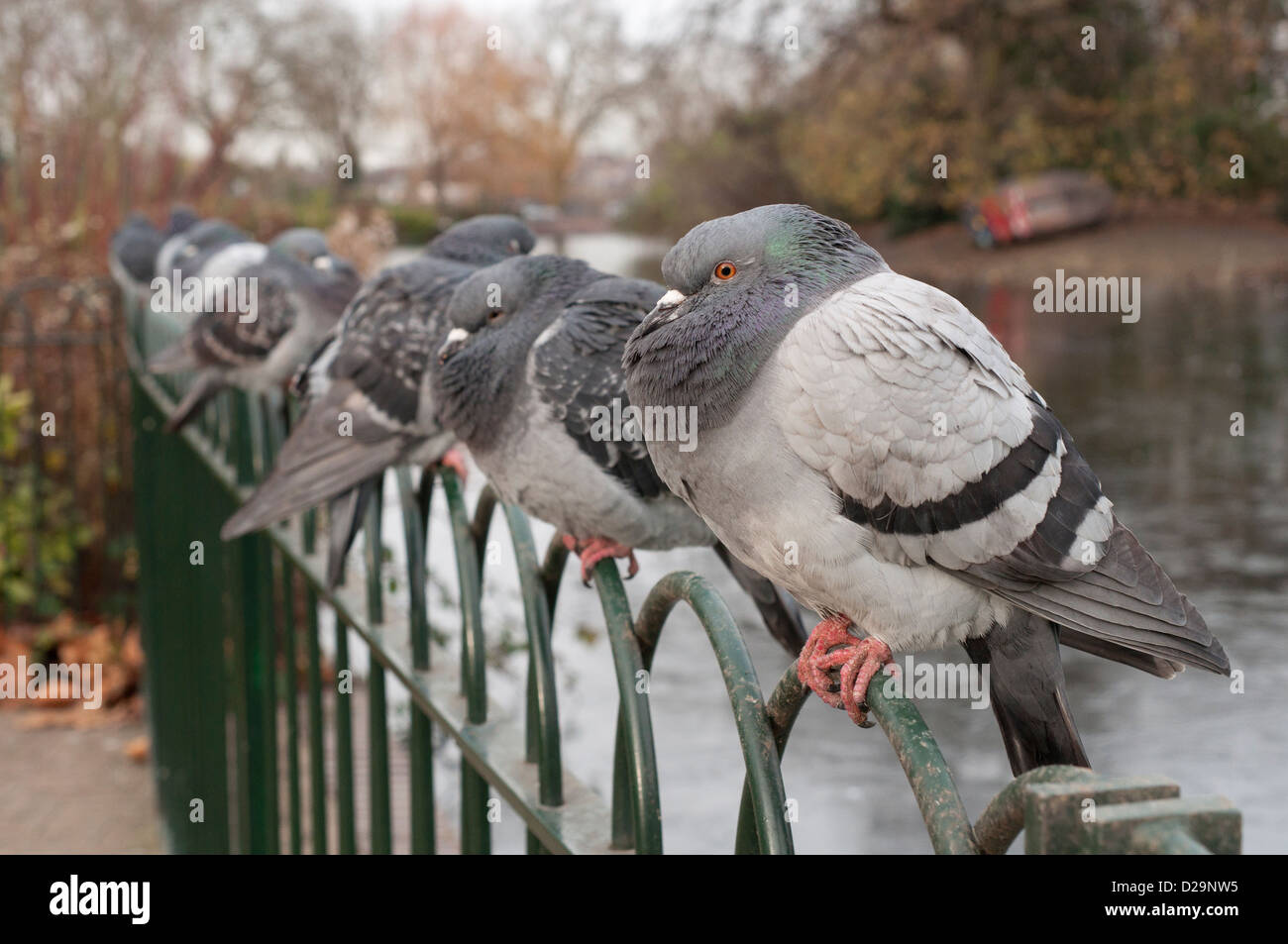 Feral pigeons in winter hi-res stock photography and images - Alamy