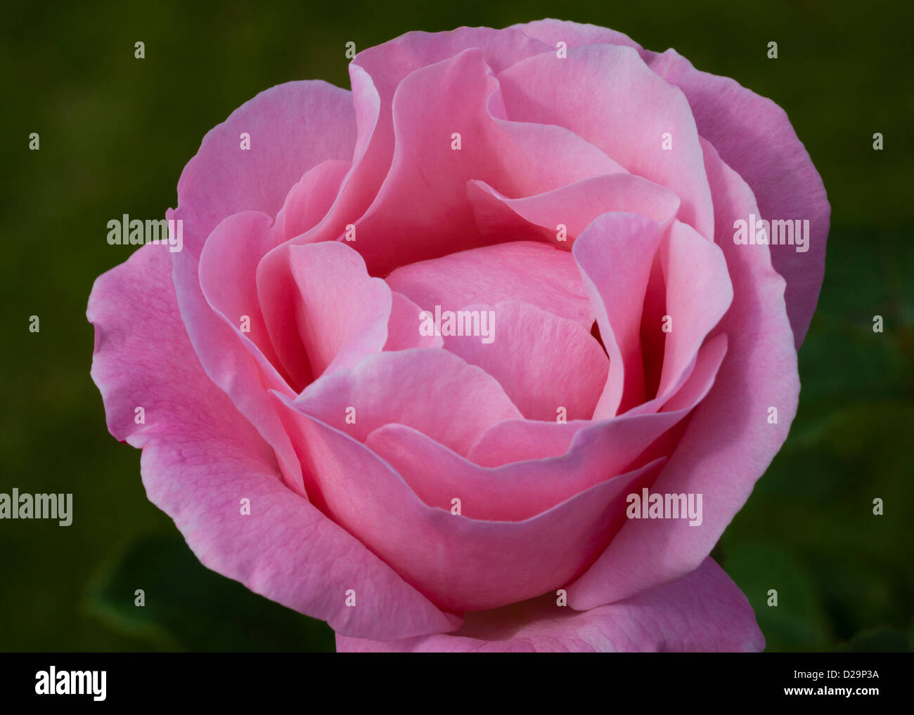 A Perfect English Rose Stock Photo - Alamy
