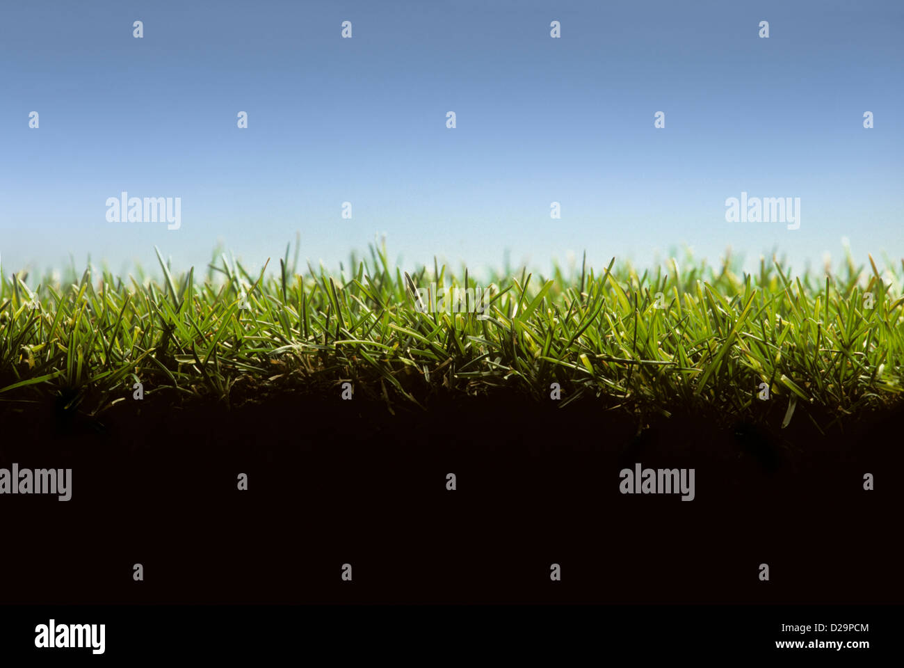 Cross section of lawn showing grass Stock Photo - Alamy