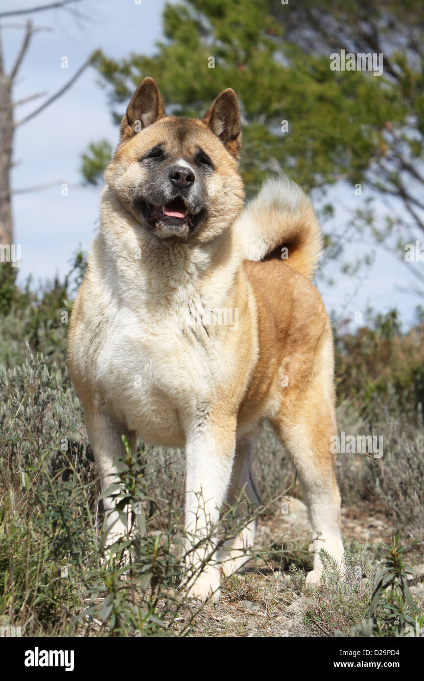 Akita Hund High Resolution Stock Photography and Images - Alamy