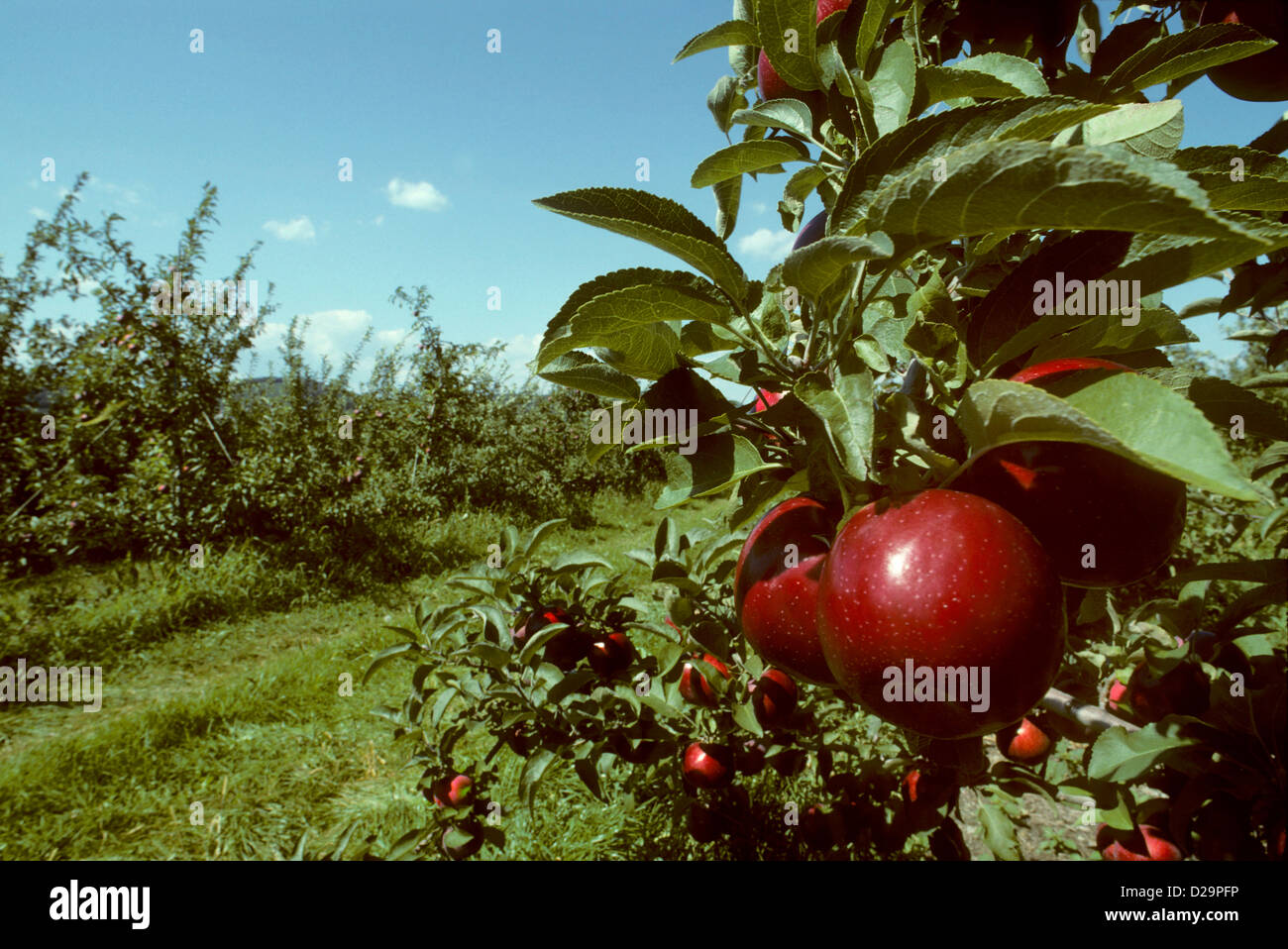 Empire produce hi-res stock photography and images - Alamy