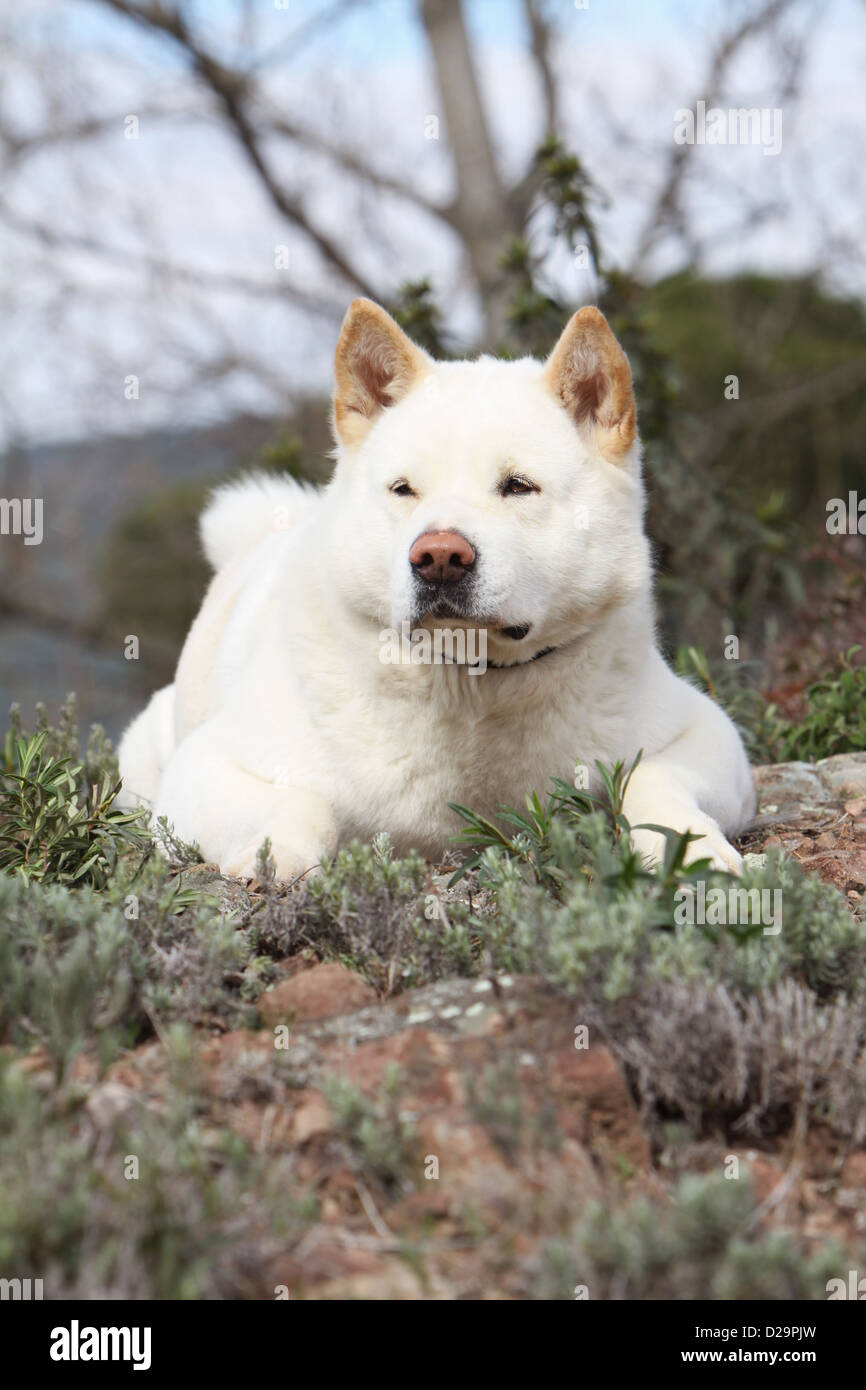 Japanese spitz lying hi-res stock photography and images - Alamy