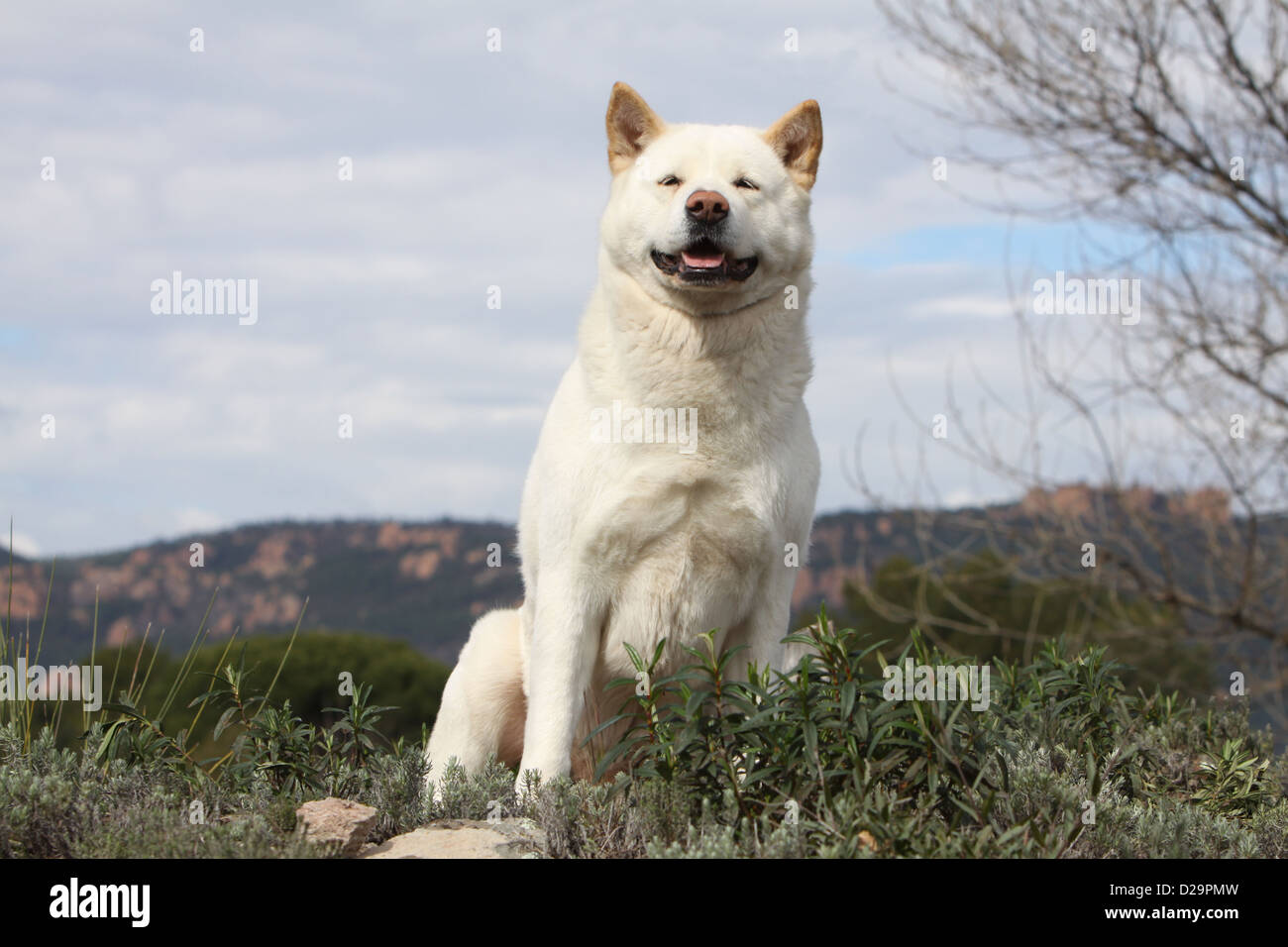 Japanese spitz sitting hi-res stock photography and images - Alamy