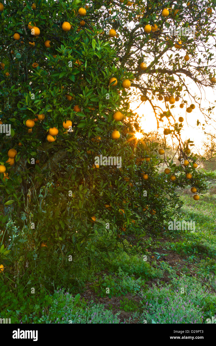 Florida orange groves hi-res stock photography and images - Alamy