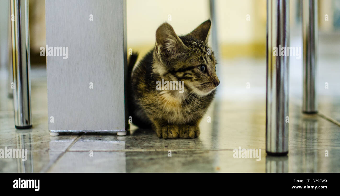 Kit cat portrait hi-res stock photography and images - Alamy