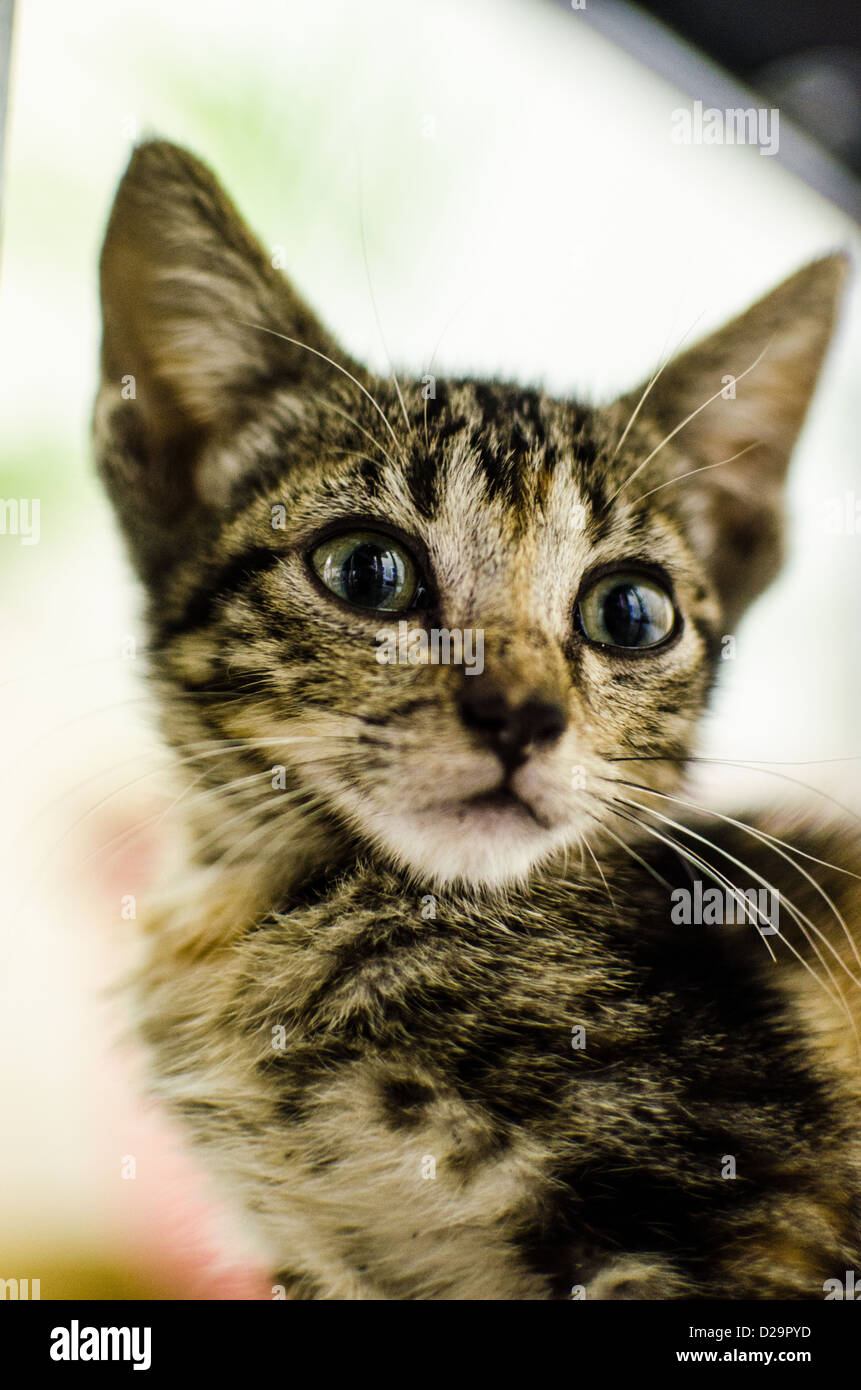 Kitten Portrait 2 Stock Photo - Alamy
