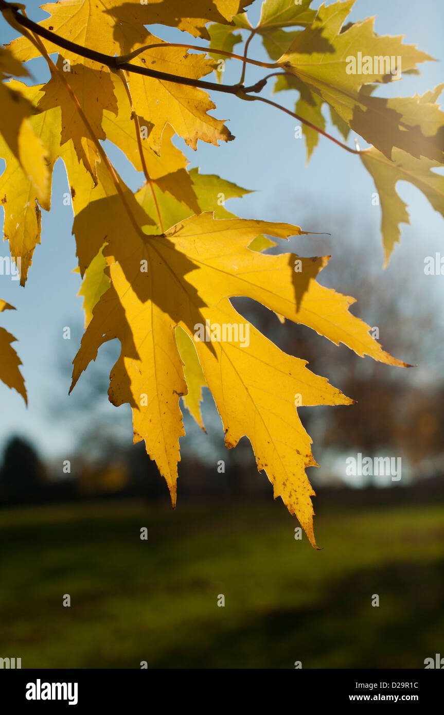 Silver maple leaves showing their autumn colour on a sunny day Stock ...